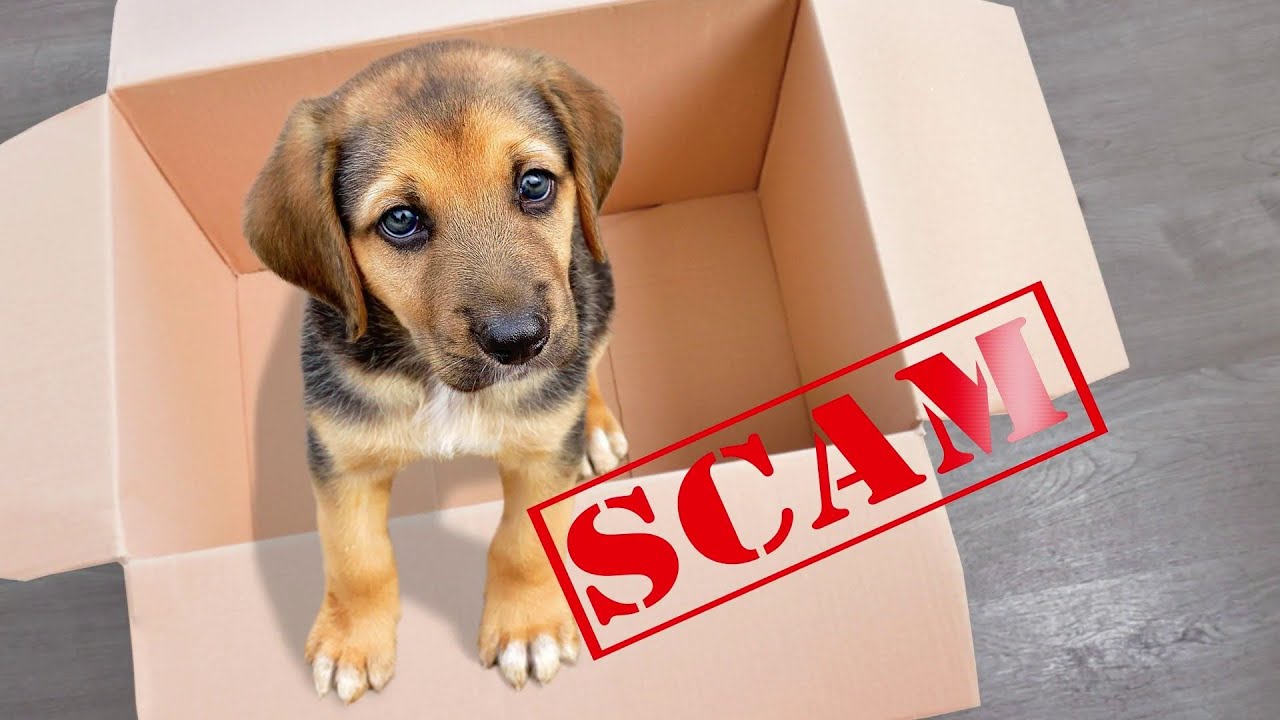 Puppy Scams… a Heart-Breaking Tragedy - BCSI Investigations